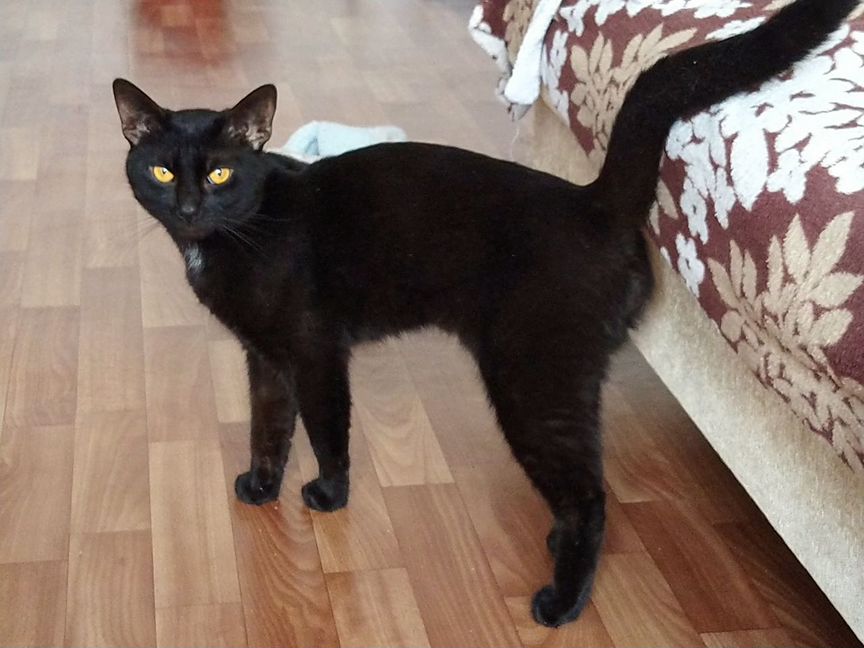 Кот в добрые руки