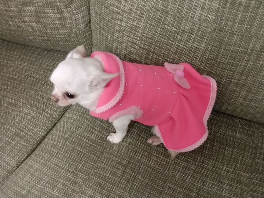 Одежда для маленьких собак