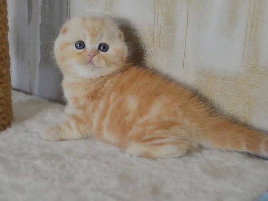 Шотландские котята