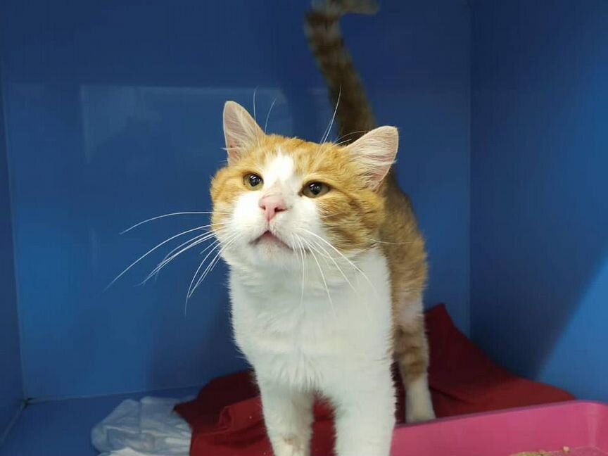 Самый ласковый Рыжик