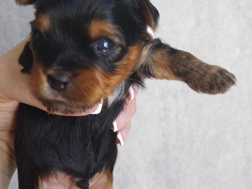 Йоркширский терьер щенки