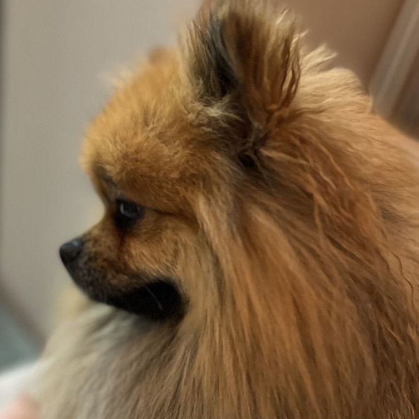 Шпиц с документами привитый 2 года мальчик