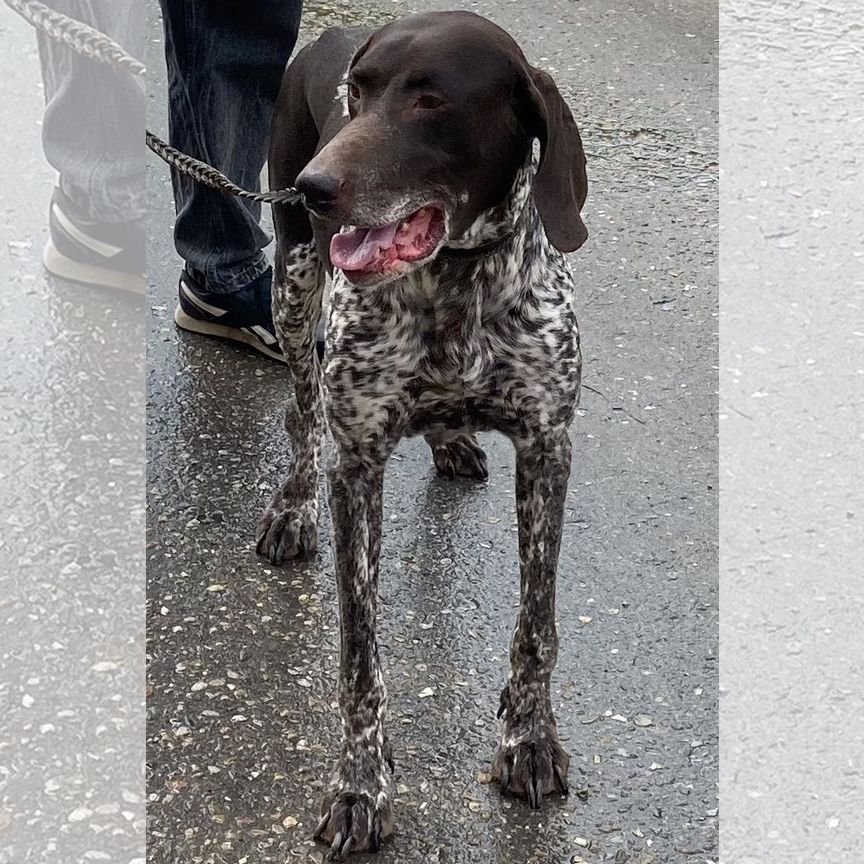 Курцхаар, взрослый пёс