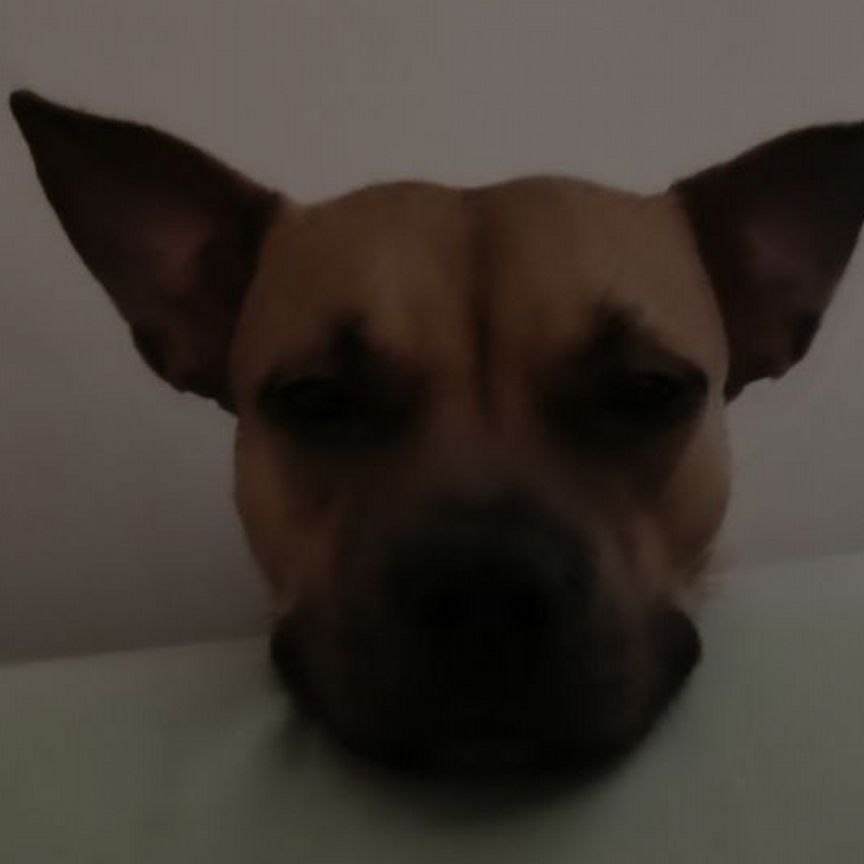 Американский питбультерьер, взрослая собака