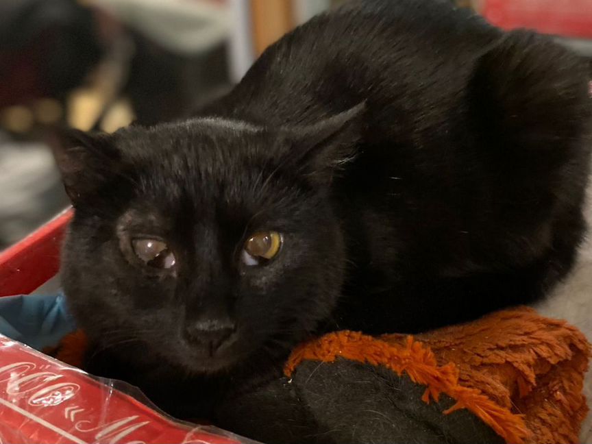 Черная молодая кошечка в дар