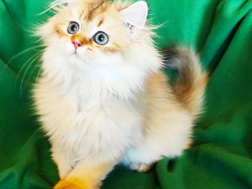 Британская золотая шиншилла