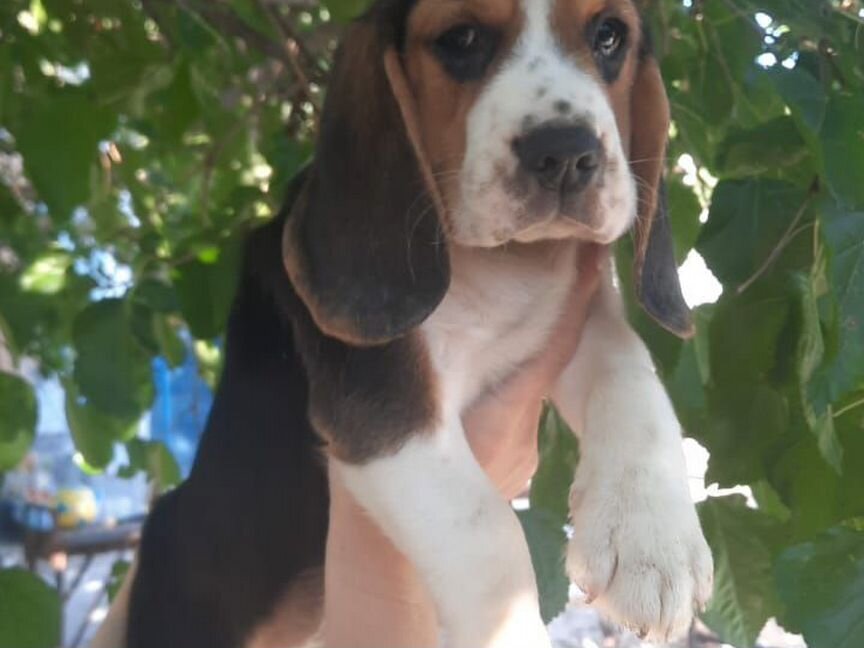 Бигль щенки