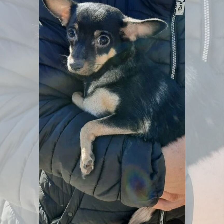 Чихуахуа, щенок