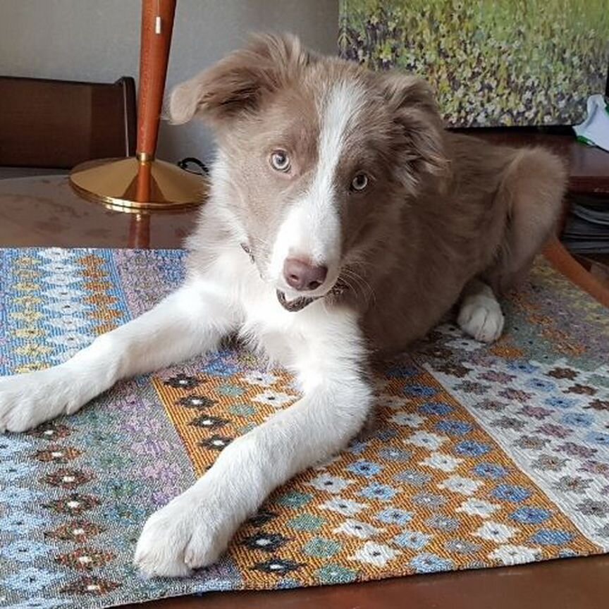 Бордер колли