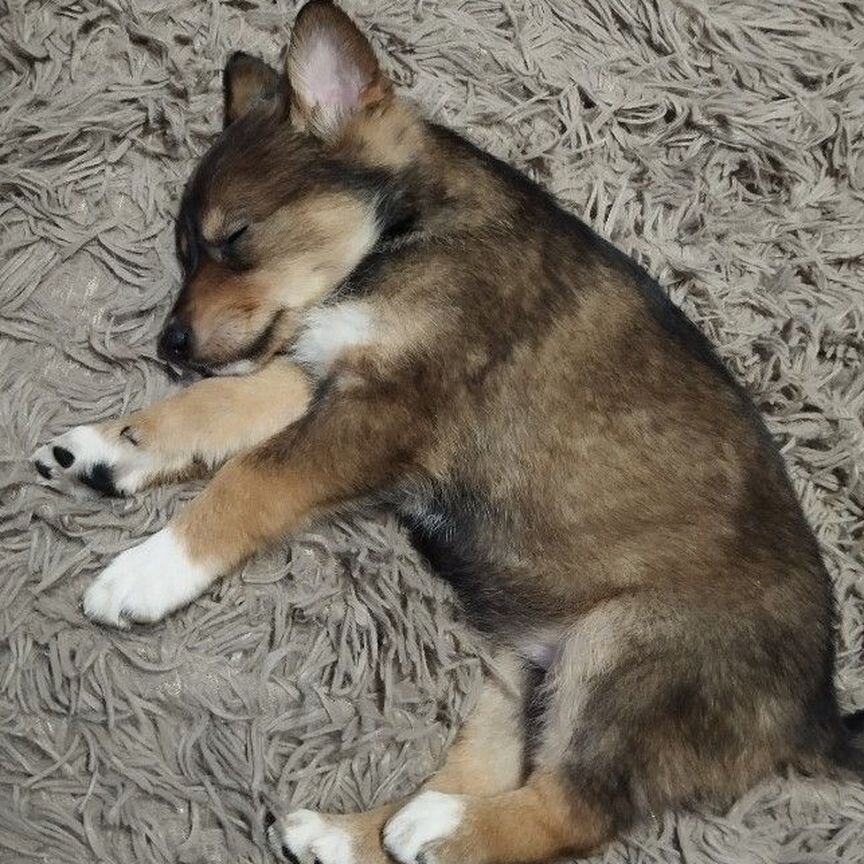 Щенок в добрые руки