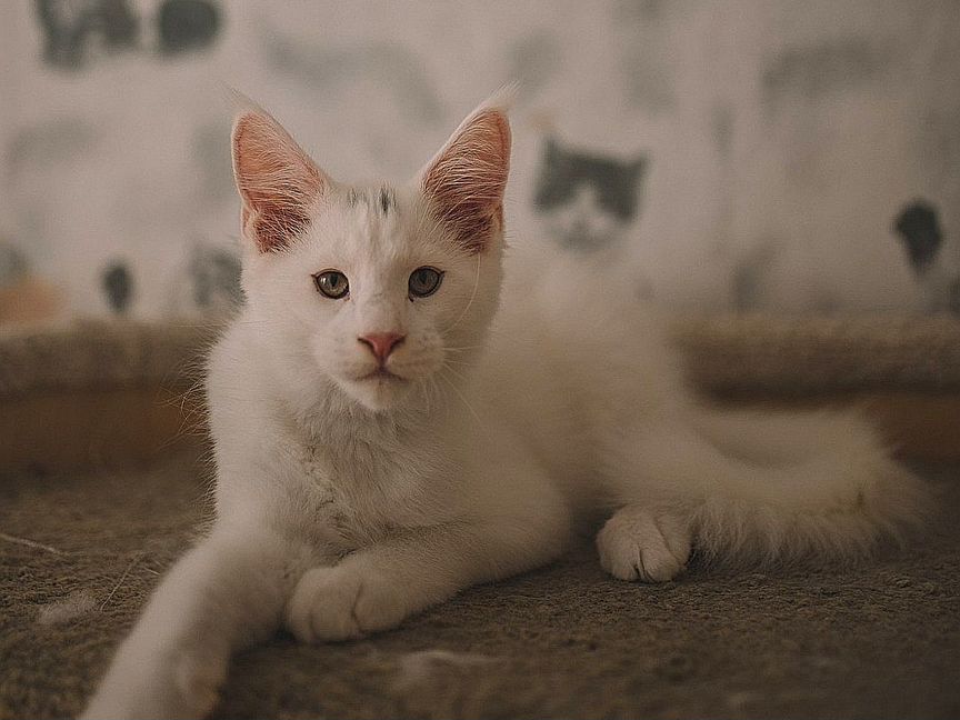 Котята мейн-кун
