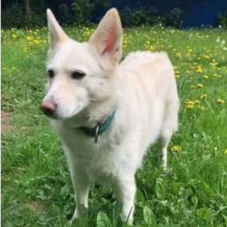 Взрослая собака в добрые руки