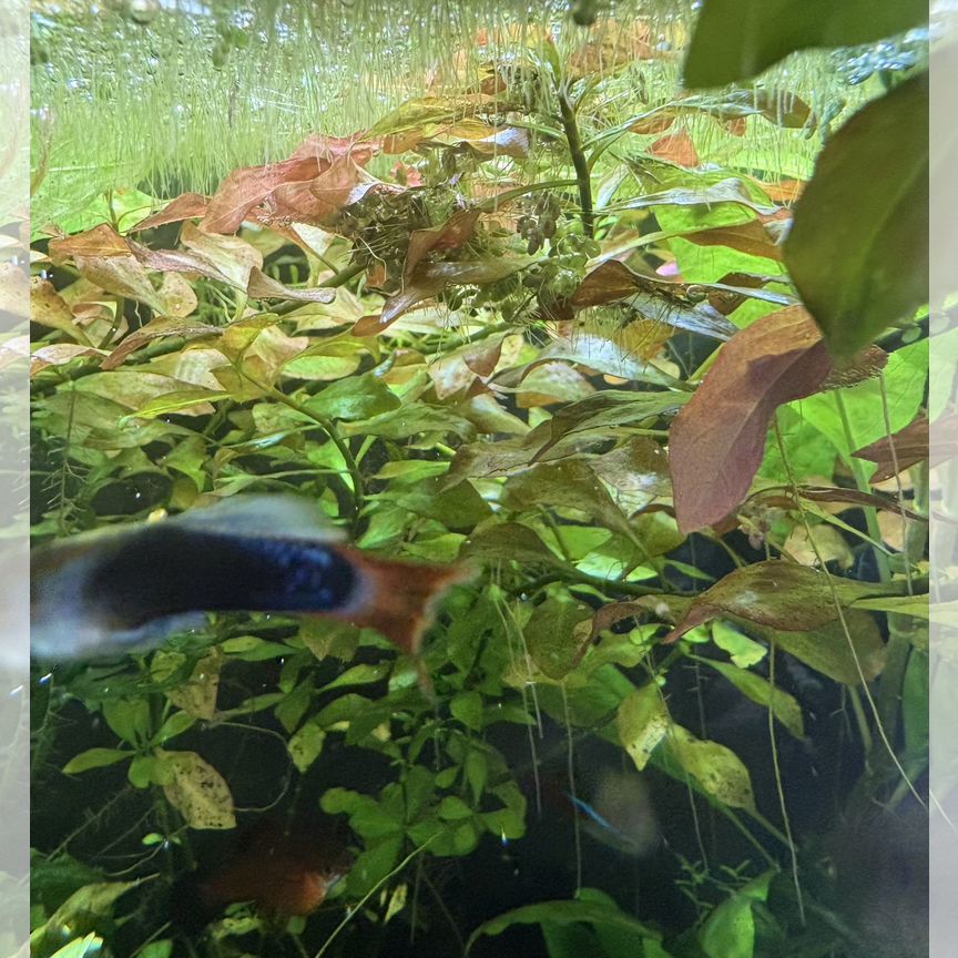 Аквариумные растения