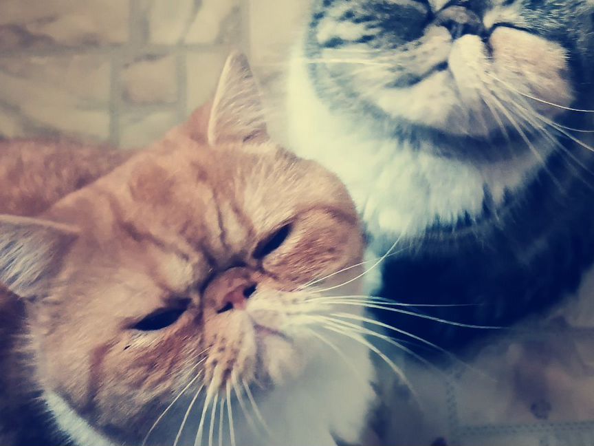 Экзотические короткошерстные котята