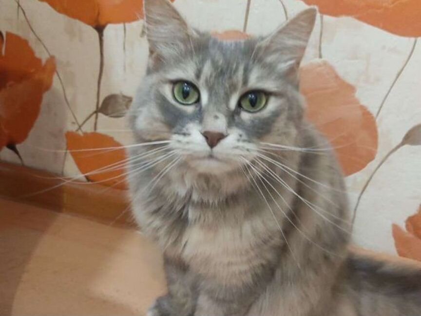 Кошка