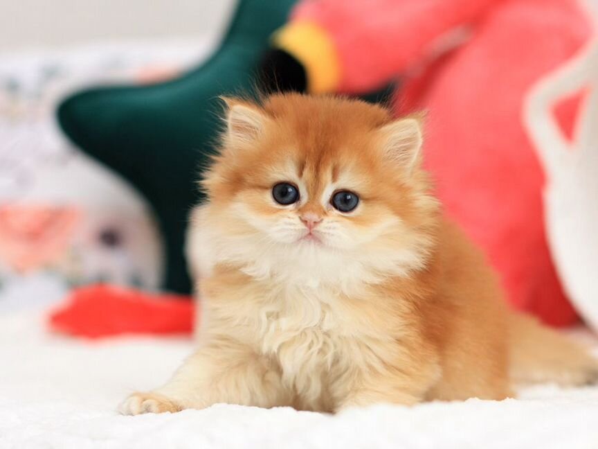 Британские котята