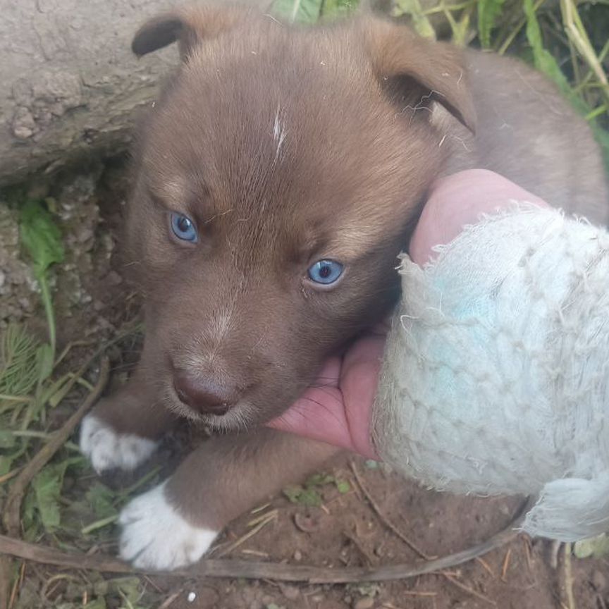 Немецкая овчарка, щенок