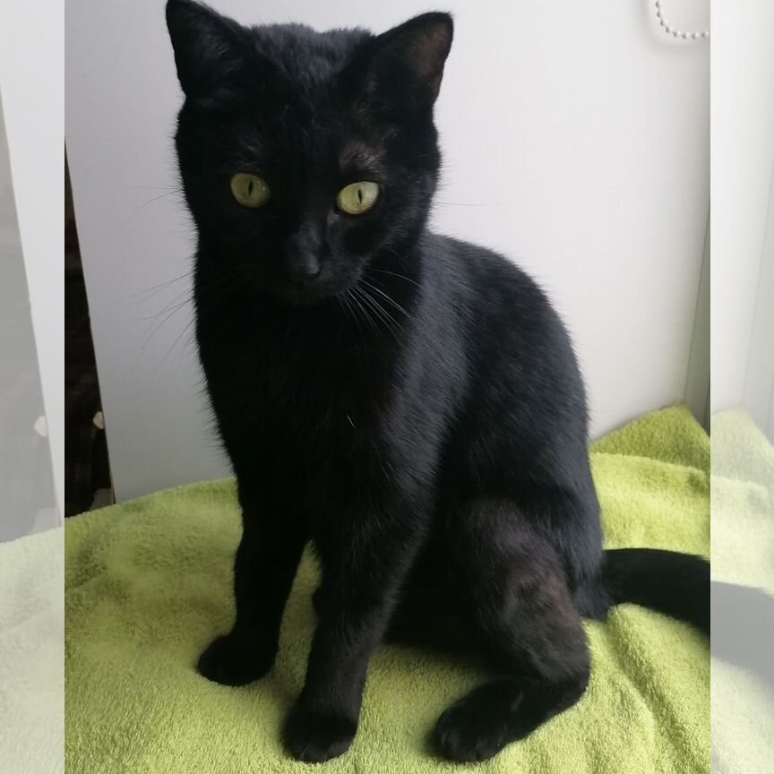 Взрослая кошка в добрые руки