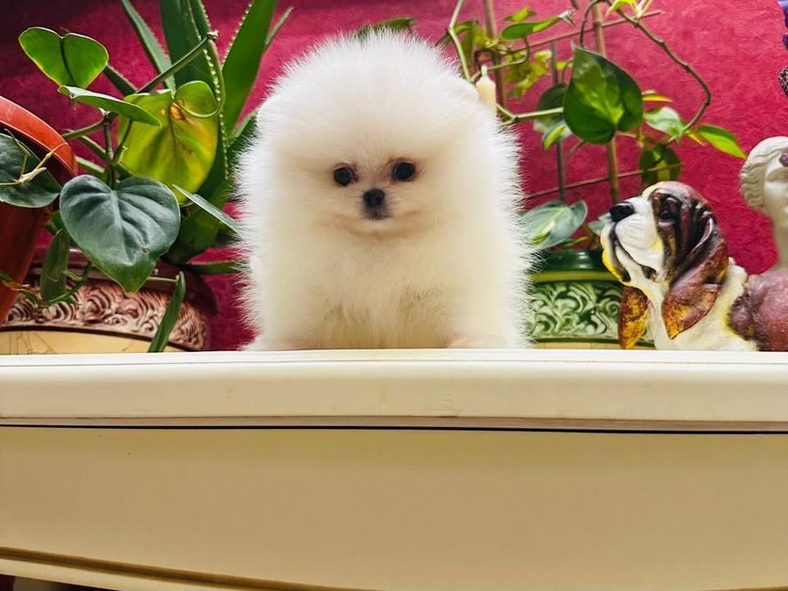 Курносая кукольная красотка 2 месяца мини