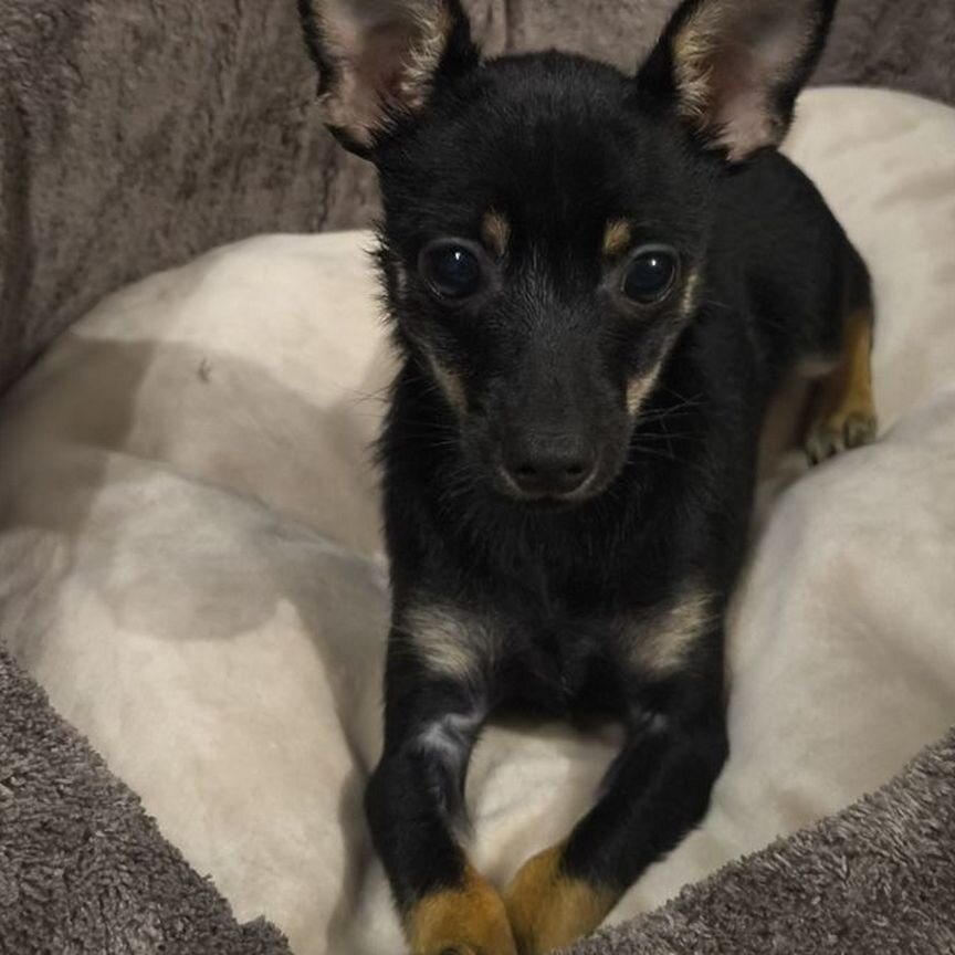 Русский той-терьер, щенок