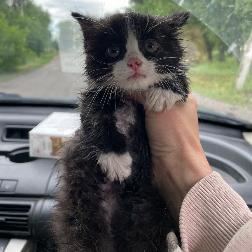Маленький котенок. Пол пока неизвестен