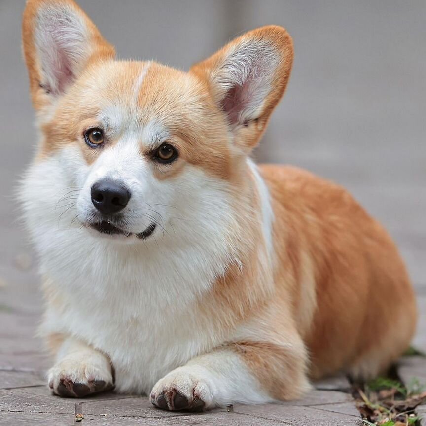 Вельш Корги Пемброк, взрослая собака