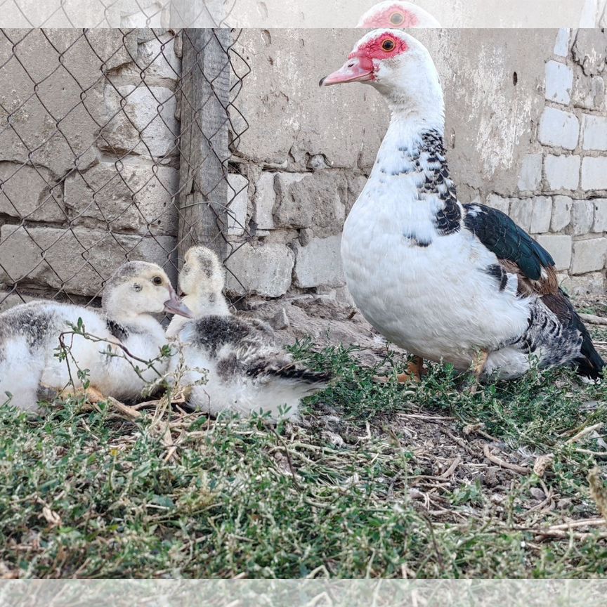 Мускусные утки индоутки индоутята