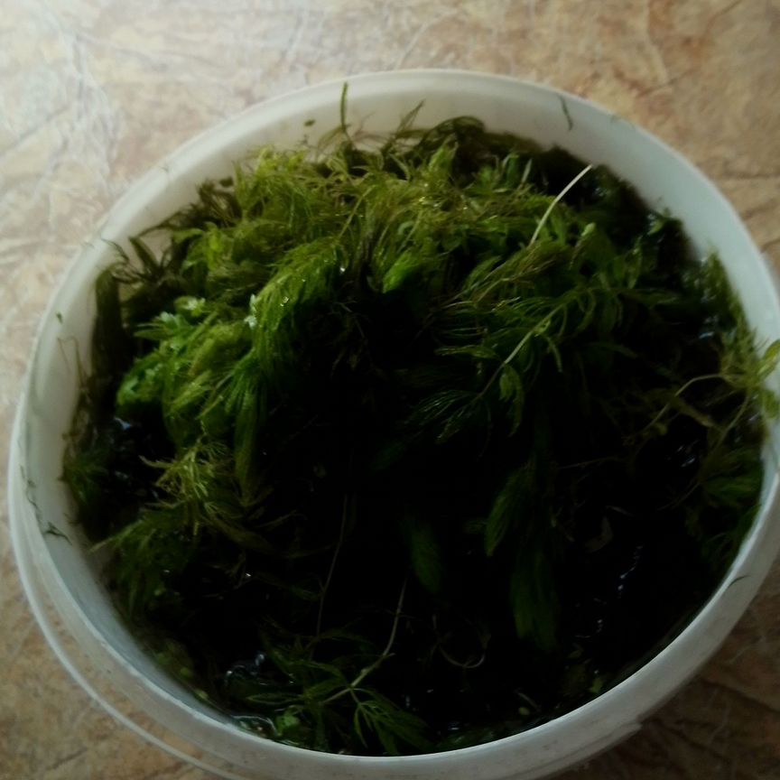 Роголистник