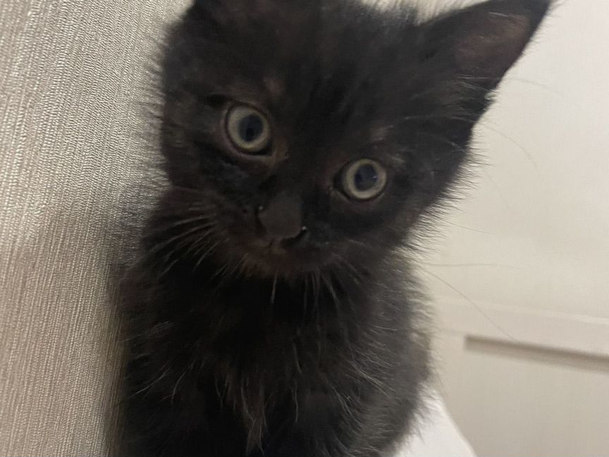Черный пушистый котенок