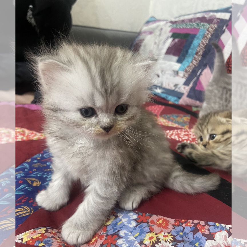 Шотландский вислоухий короткошёрстный котёнок