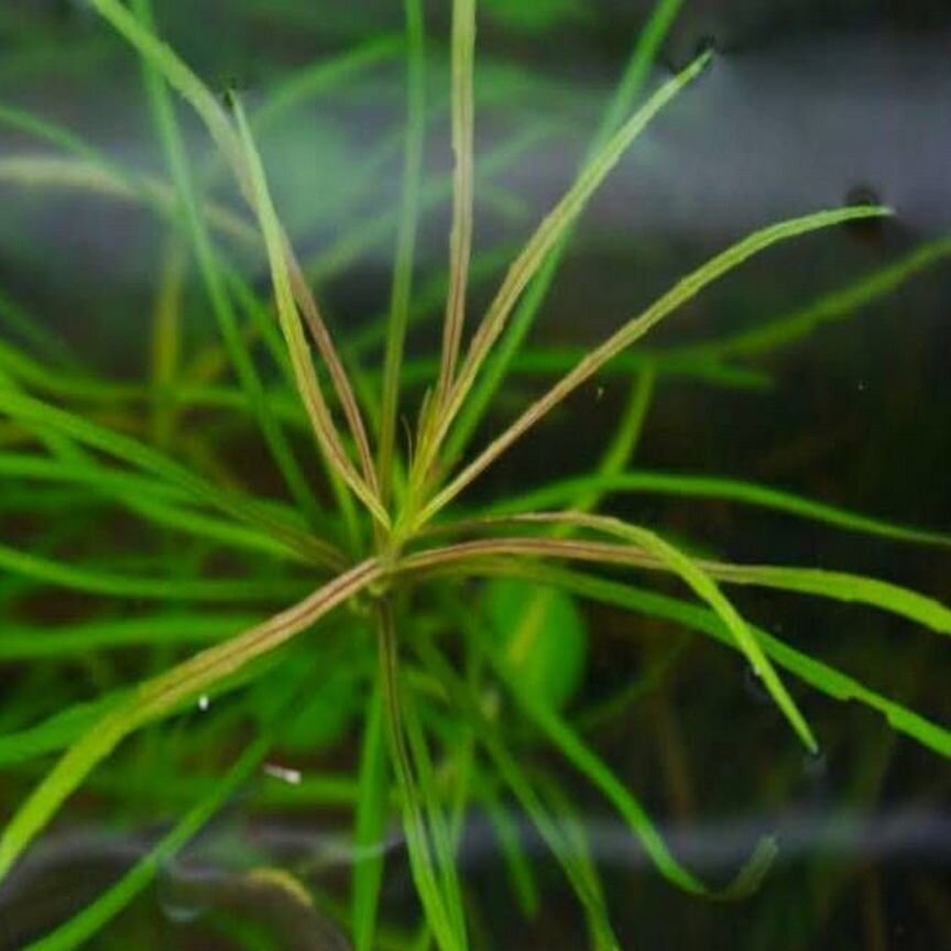 Продам аквариумные растения