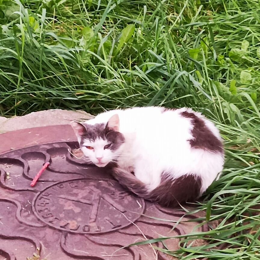 Пропадает на улице домашний кот