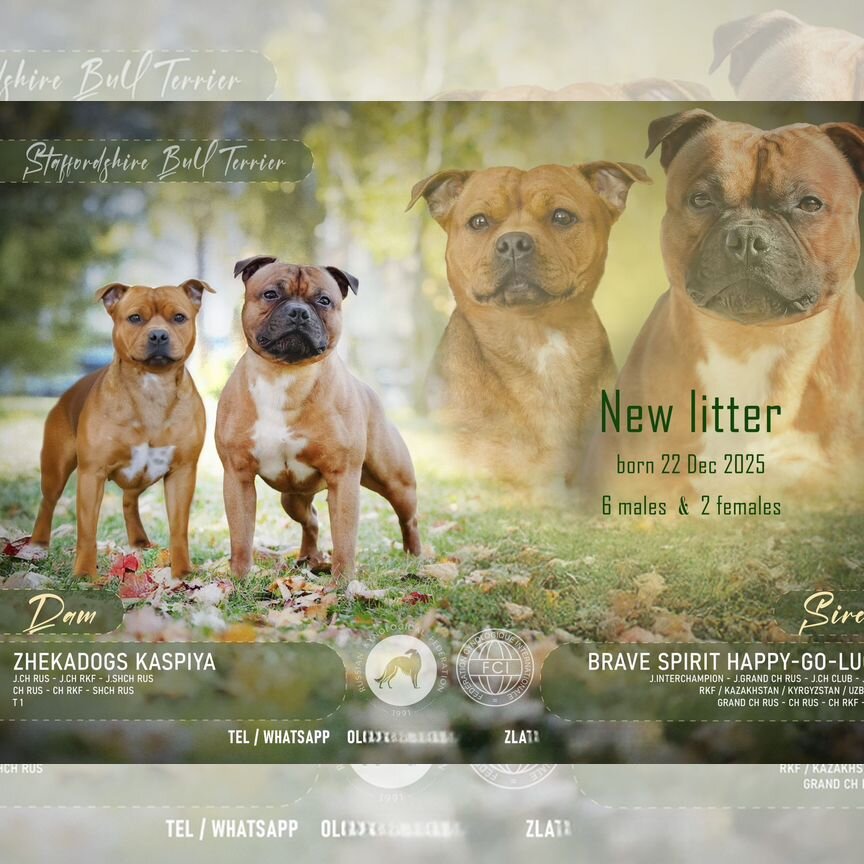 Стаффордширский бультерьер, щенок