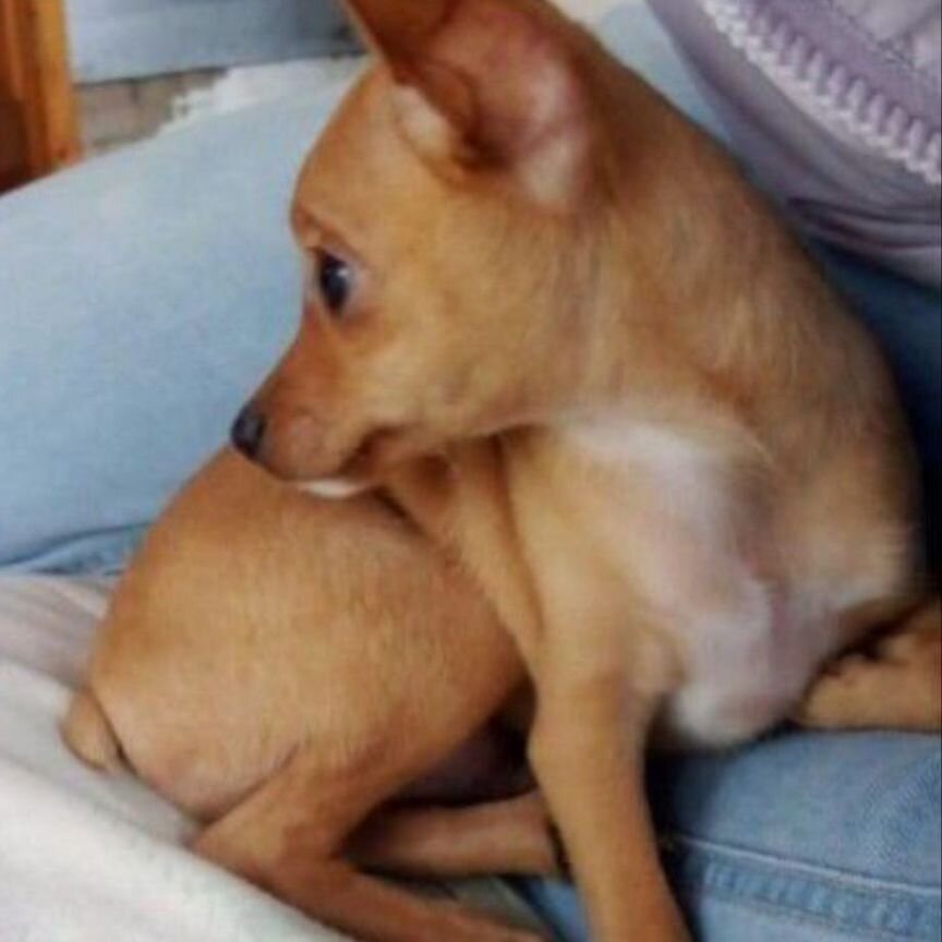 Мини той-терьер щенки продажа краснодарский край