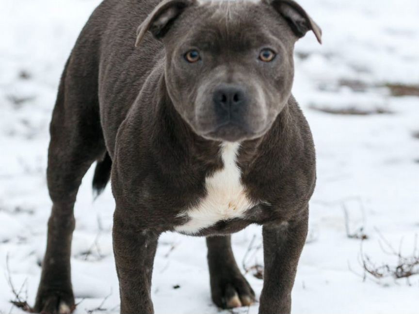 Стаффордширский бультерьер щенки