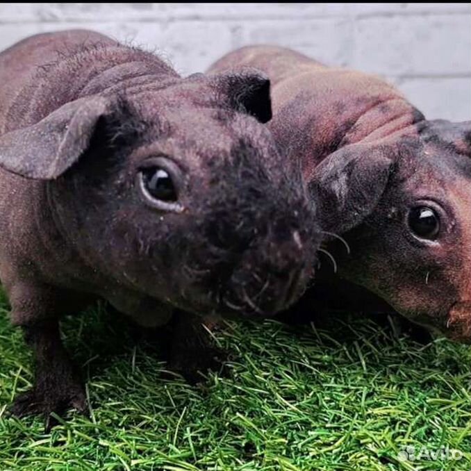 Девочки скинни свинки