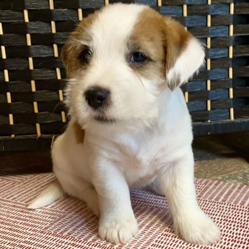 Джек-рассел-терьер, щенок