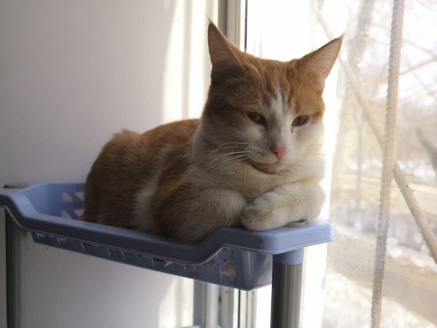 Отдам котенка британец