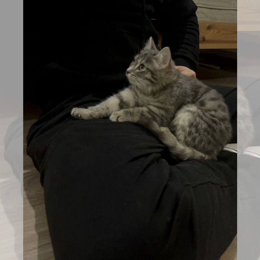 Котёнок в добрые руки