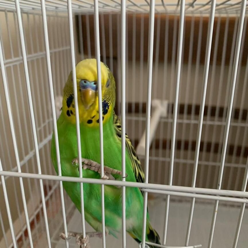 Волнистый попугай