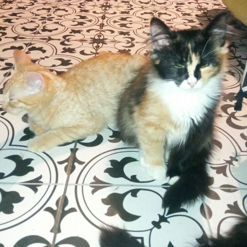 Сибирский котёнок