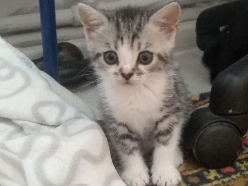 Котенок