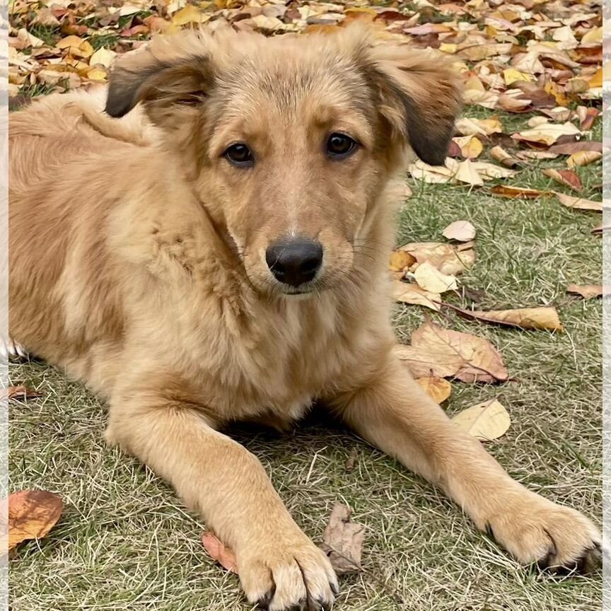 Щенок в добрые руки