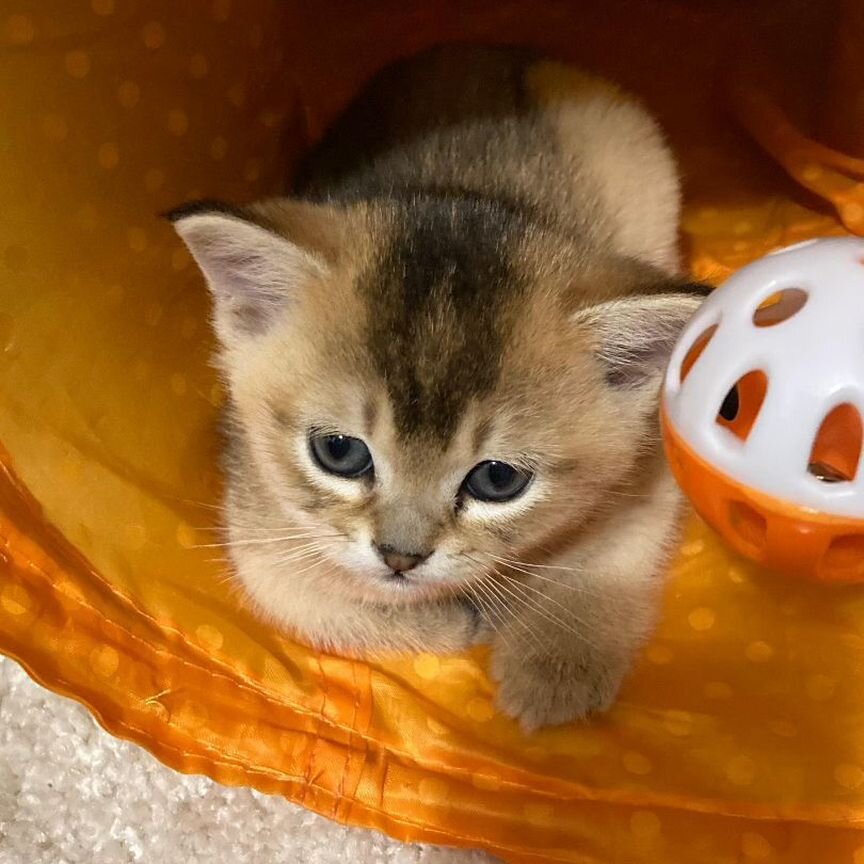 Абиссинская девочка