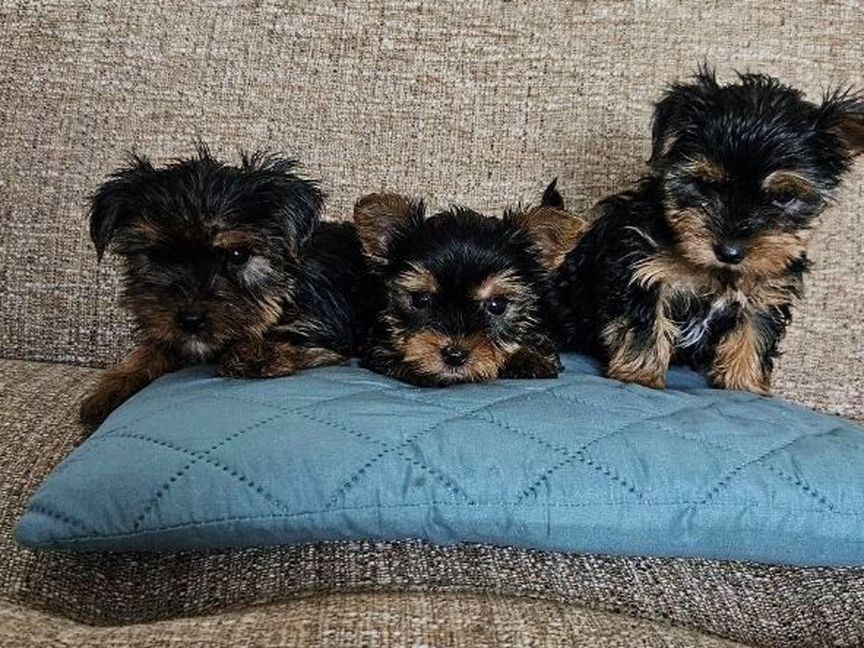 Щенки йоркширского терьера мини