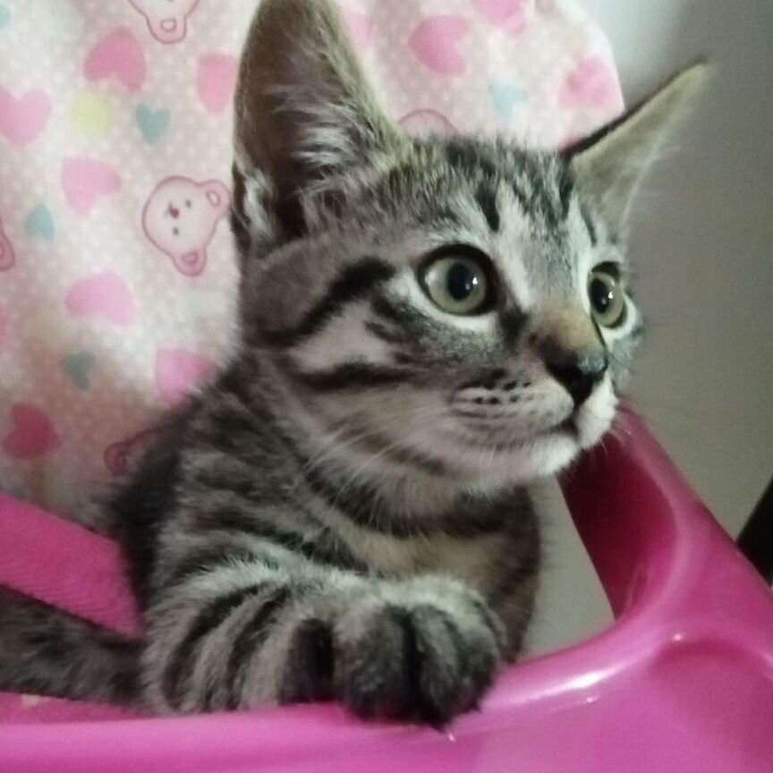 Очаровательным малышам очень нужен дом