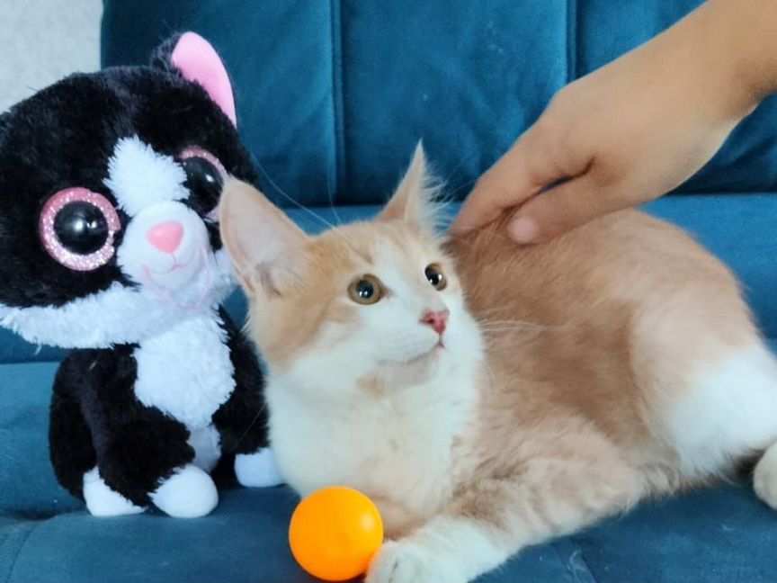 Котенок мальчик