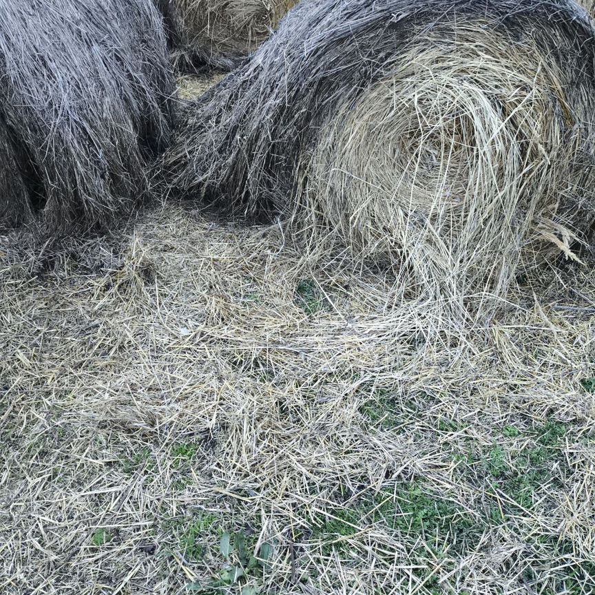 Сено в тюках