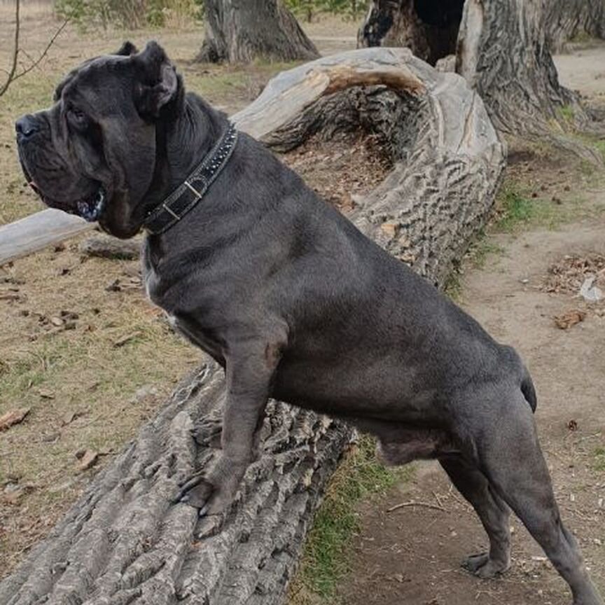 Вязка собак