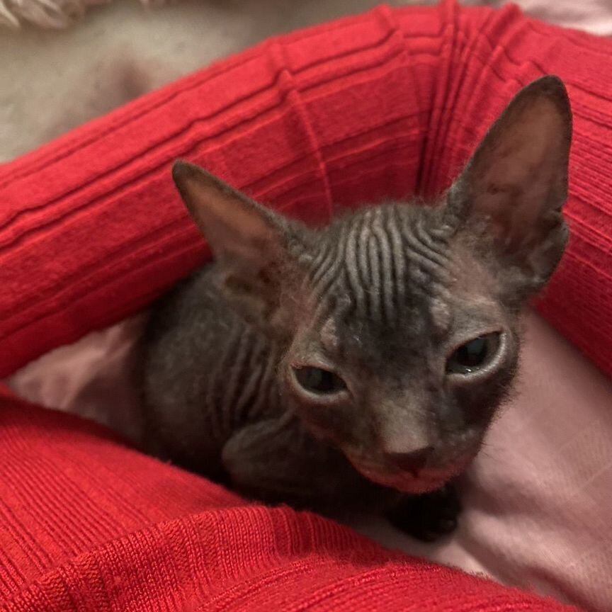 Котенок девон-рекс